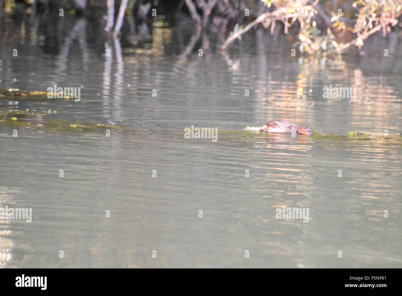 Wild Brenta River Stock Photo - Alamy