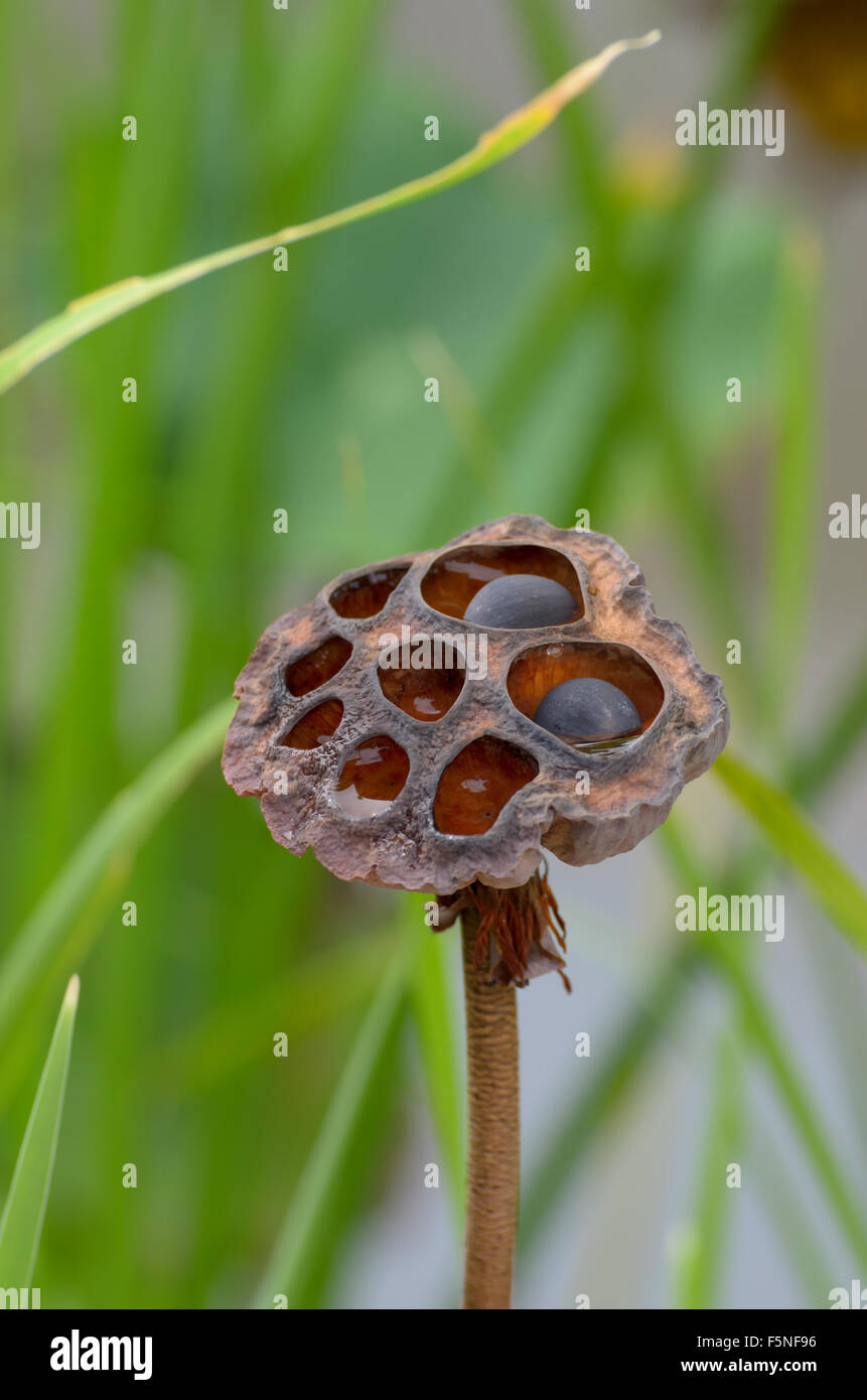 Close - up of old and dry lotus seeds. Scene of real natural whitered ...
