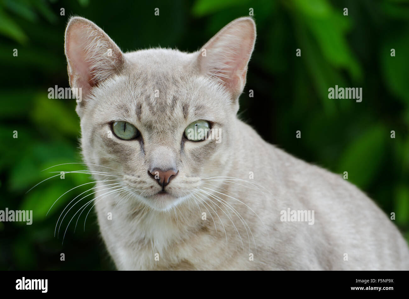 Thai cat hi-res stock photography and images - Alamy