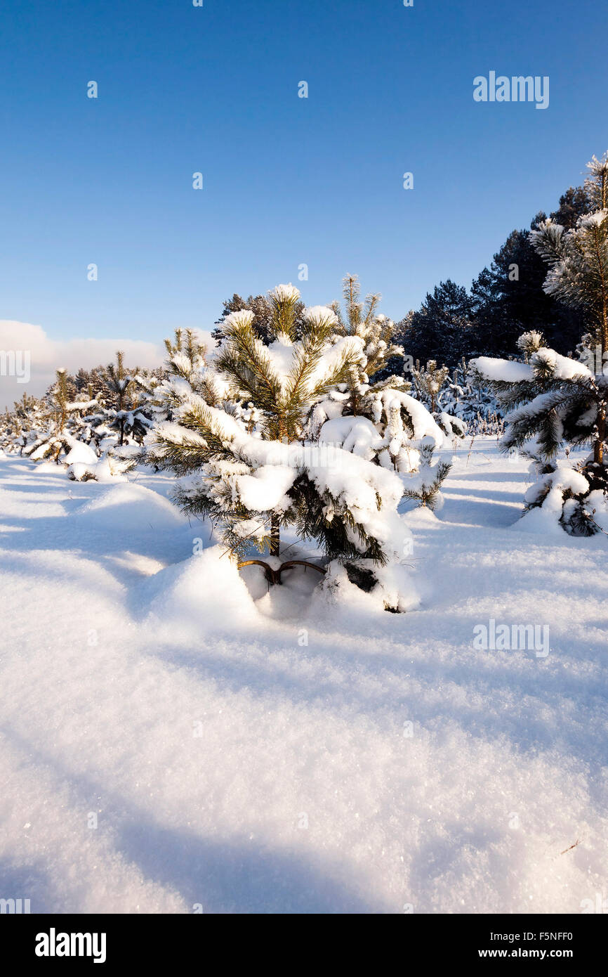 pine trees in winter Stock Photo - Alamy