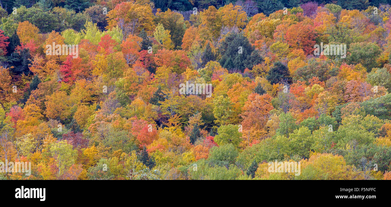 colorful fall foliage Stock Photo - Alamy