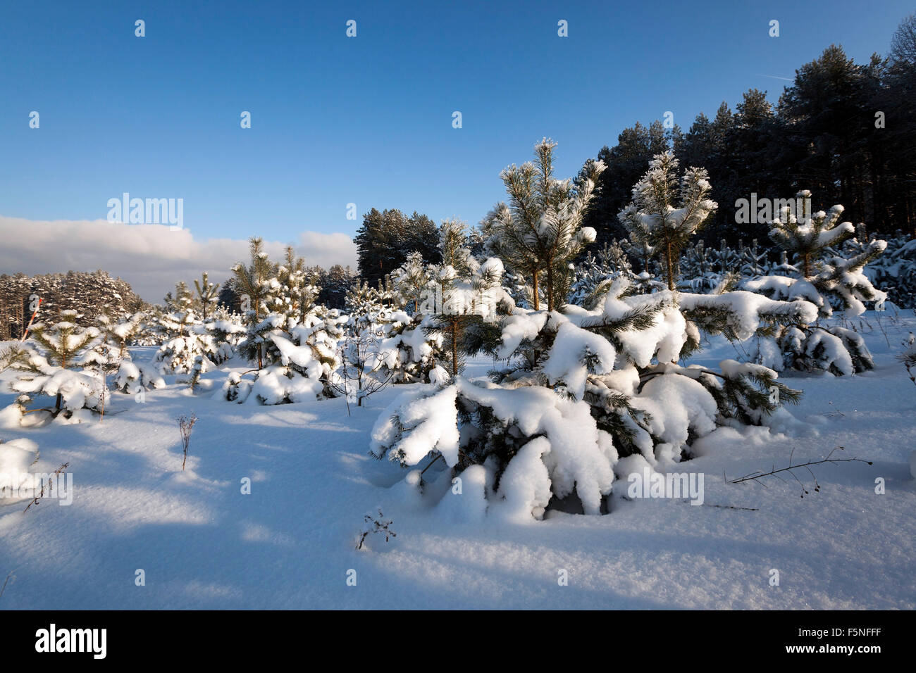 pine trees in winter Stock Photo - Alamy