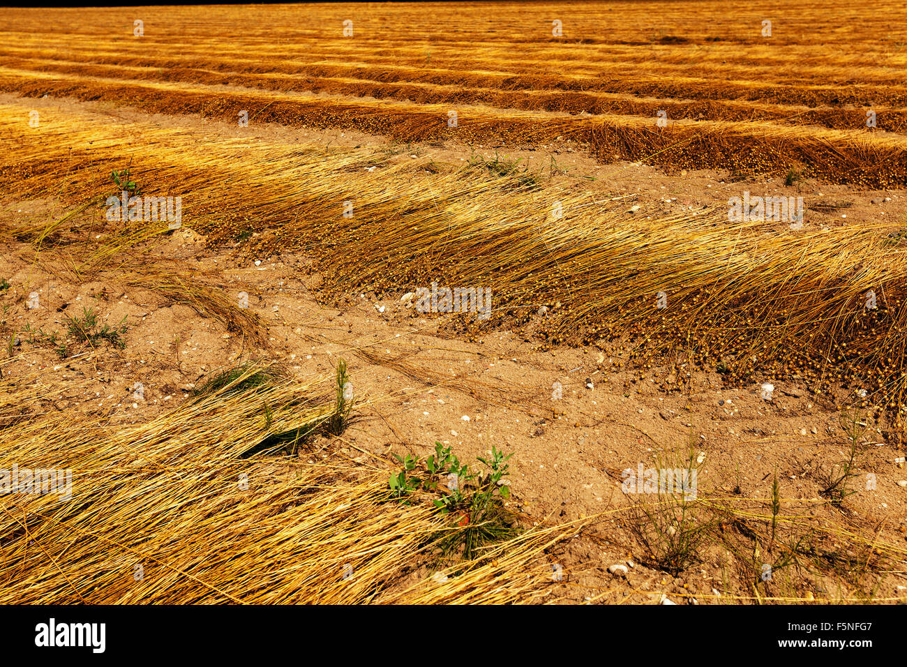 Flax seed field hi-res stock photography and images - Alamy