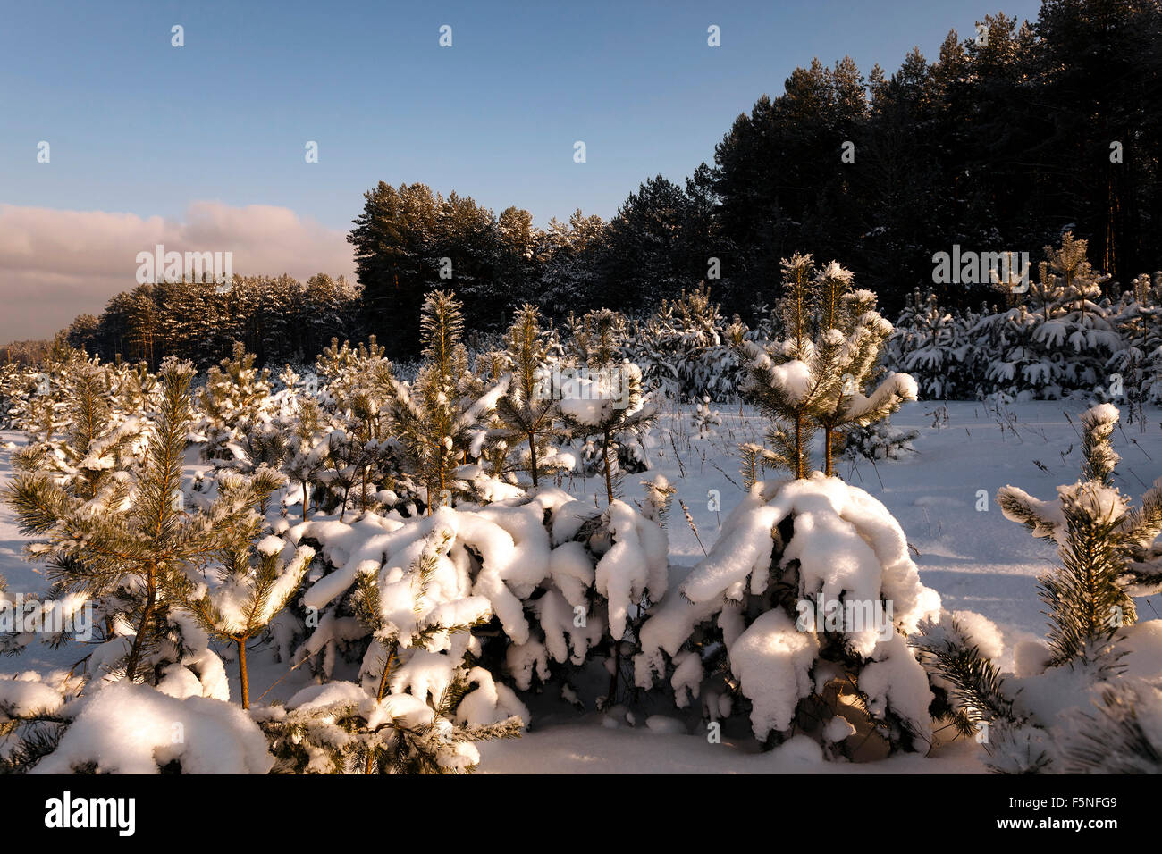 pine trees in winter Stock Photo - Alamy