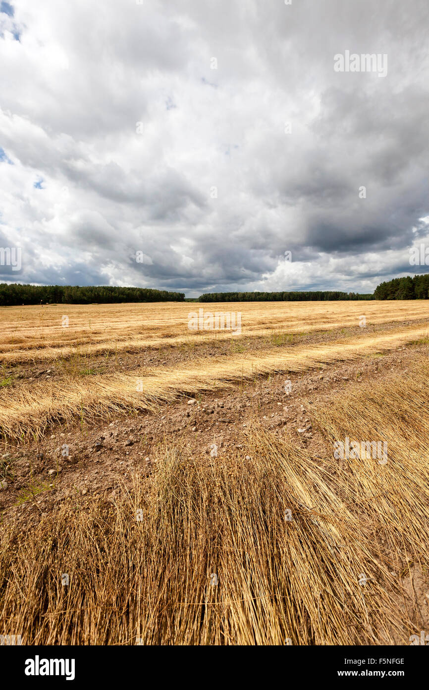 Agricultural field . flax Stock Photo - Alamy