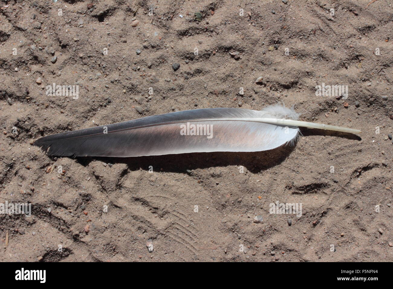 Structure feather hi-res stock photography and images - Alamy