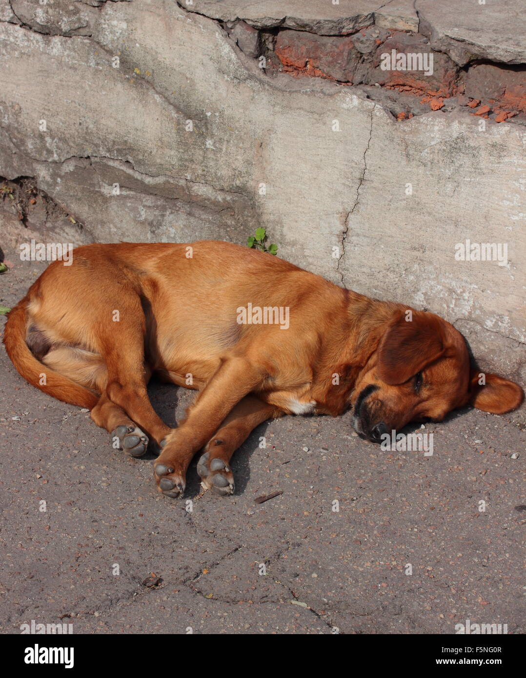 Dog lay on pavement hi-res stock photography and images - Alamy