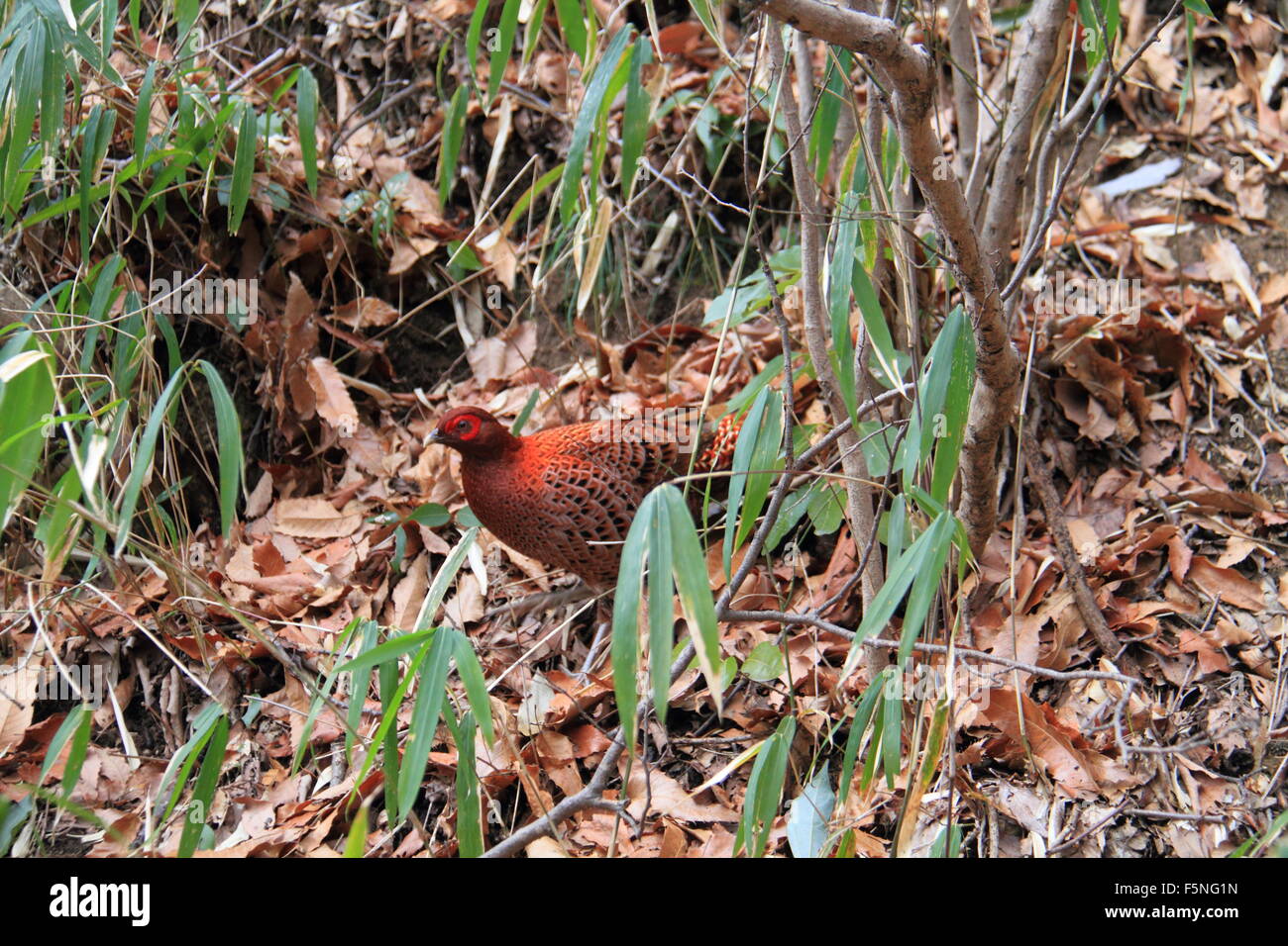 Copper Pheasant (Syrmaticus soemmerringii) in Japan Stock Photo - Alamy