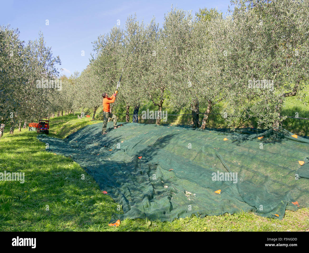 Olive harvest hi-res stock photography and images - Alamy