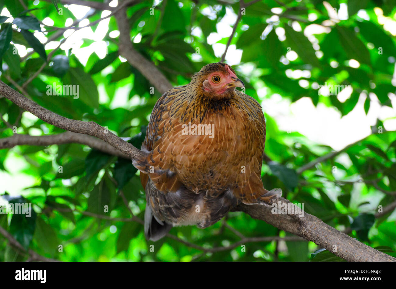 Chicken Fighting chicken Stock Photo - Alamy