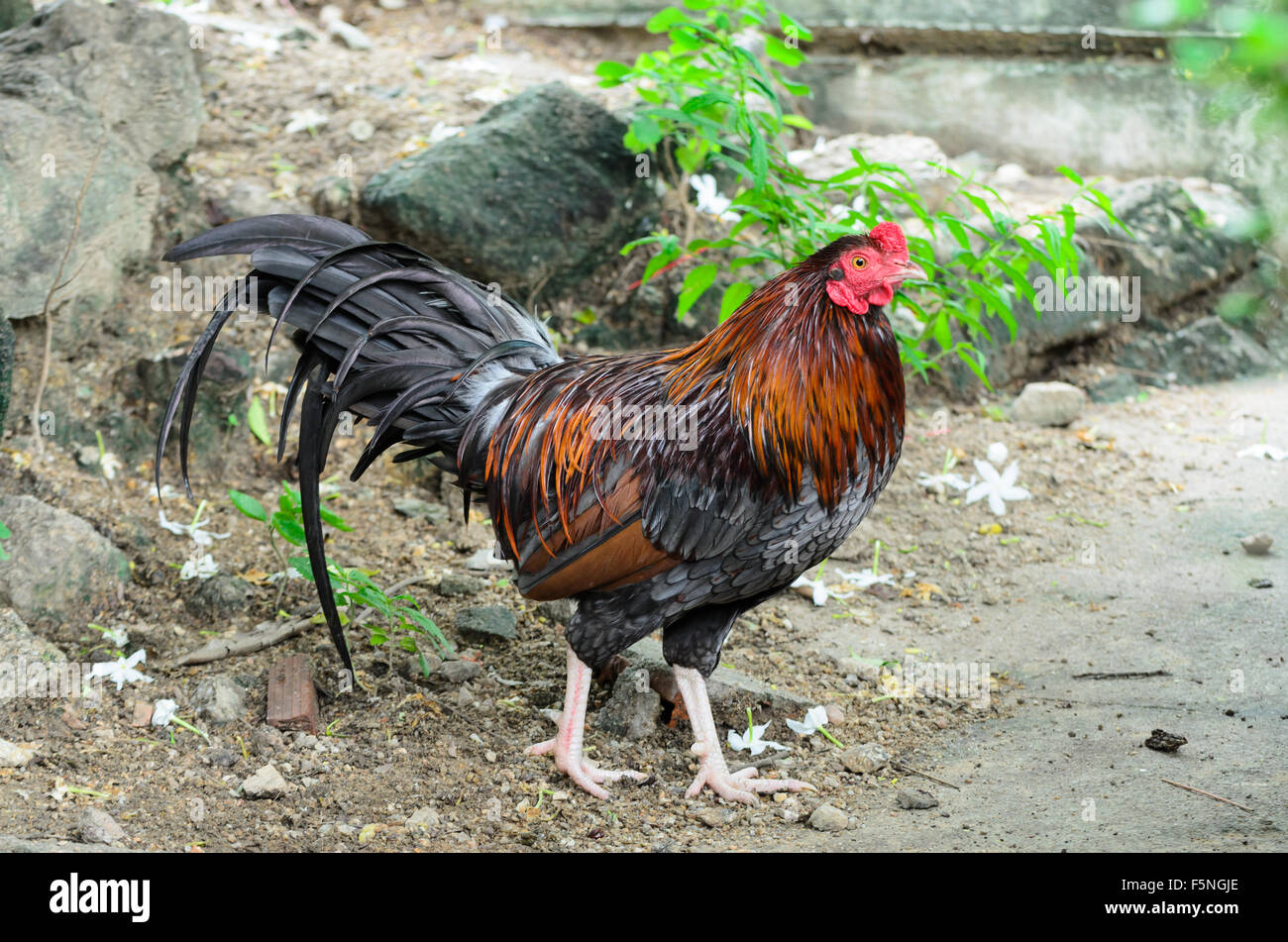 Chicken Fighting chicken Stock Photo - Alamy