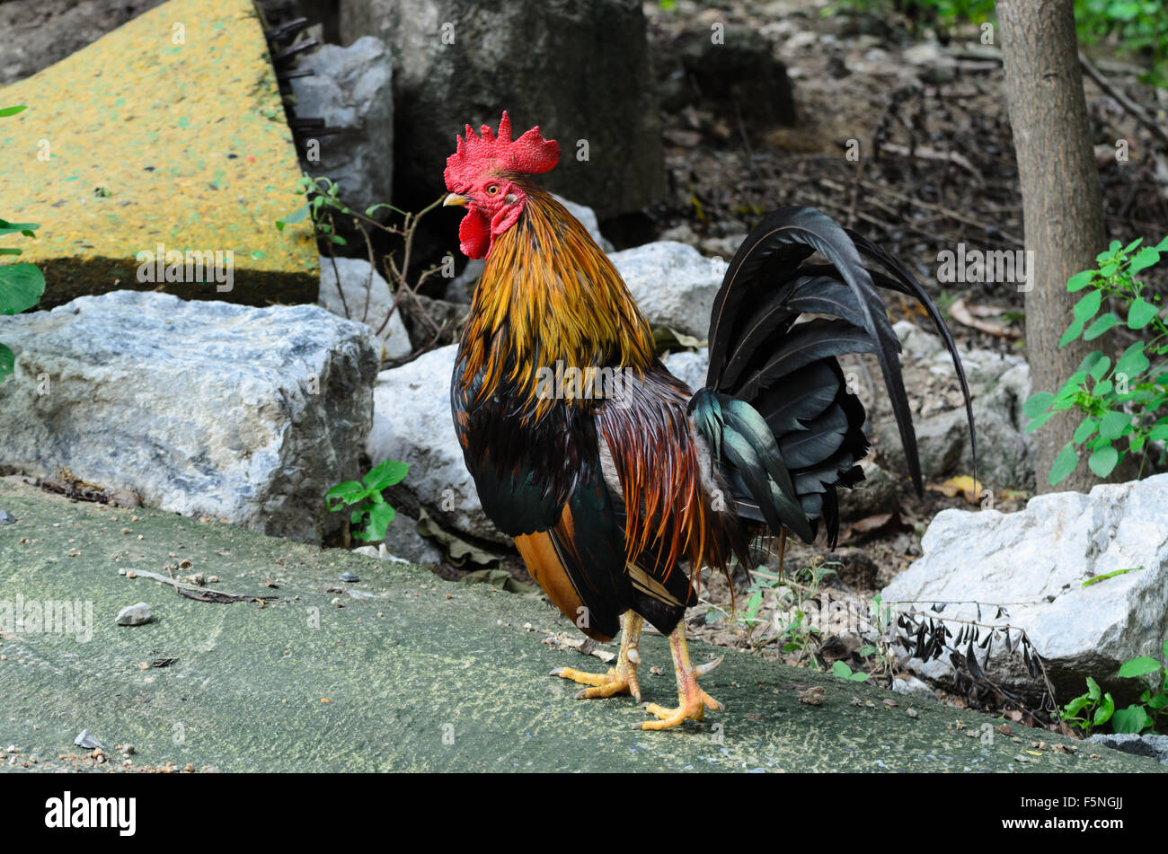 Chicken Fighting chicken Stock Photo - Alamy