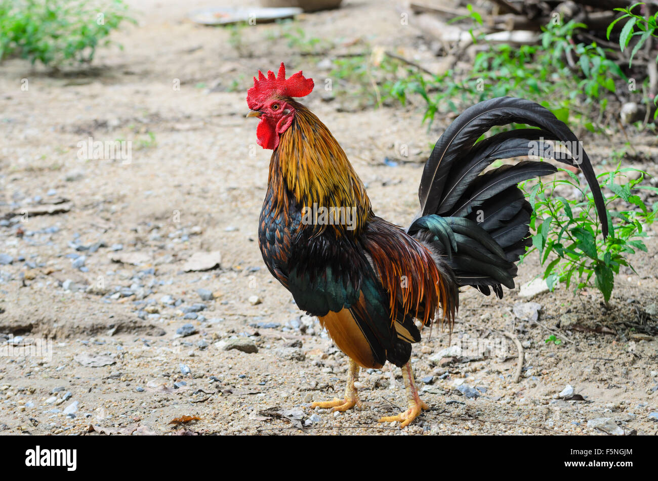 Cockfight Stock Photos & Cockfight Stock Images - Alamy