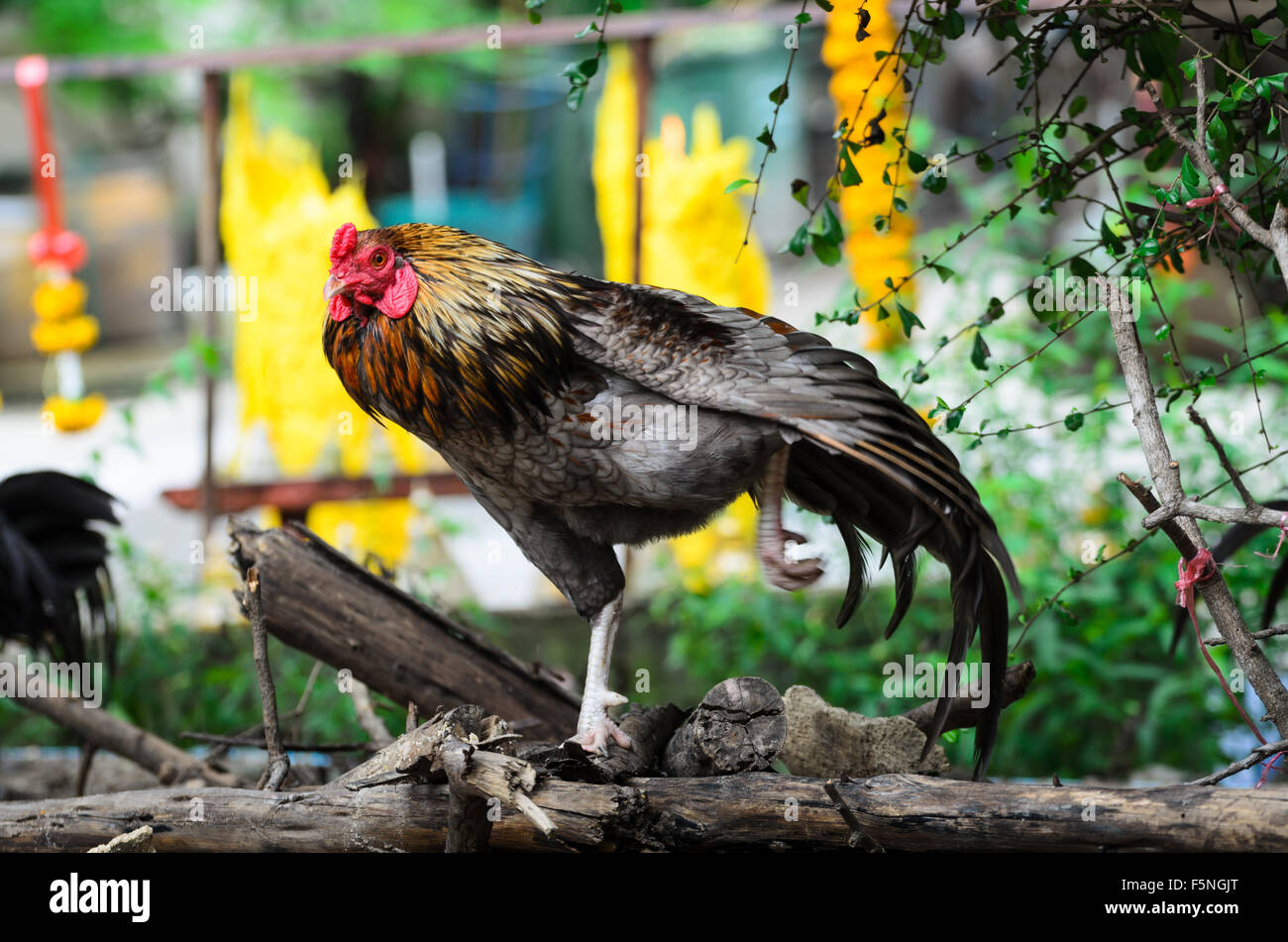 Chicken Fighting chicken Stock Photo - Alamy
