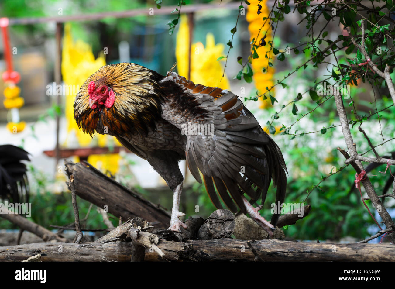Chicken Fighting chicken Stock Photo - Alamy