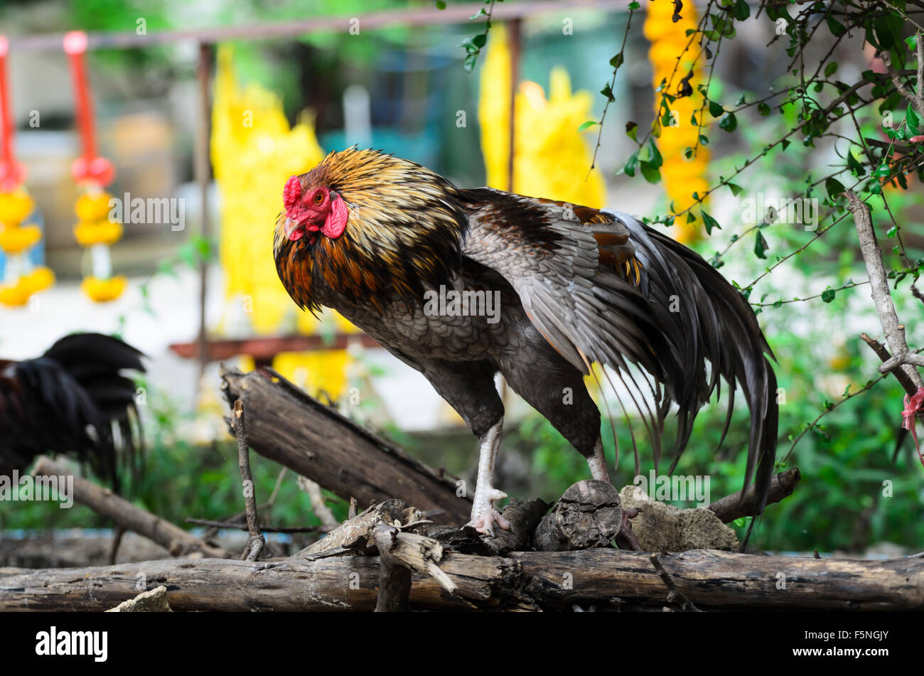 Chicken Fighting chicken Stock Photo - Alamy