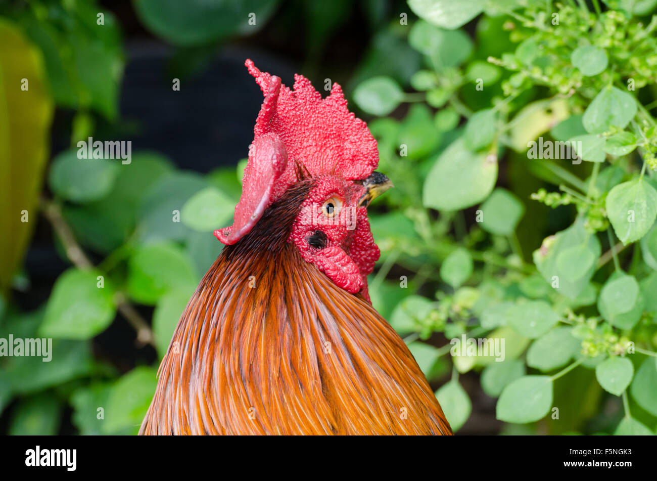 Chicken Fighting chicken Stock Photo - Alamy