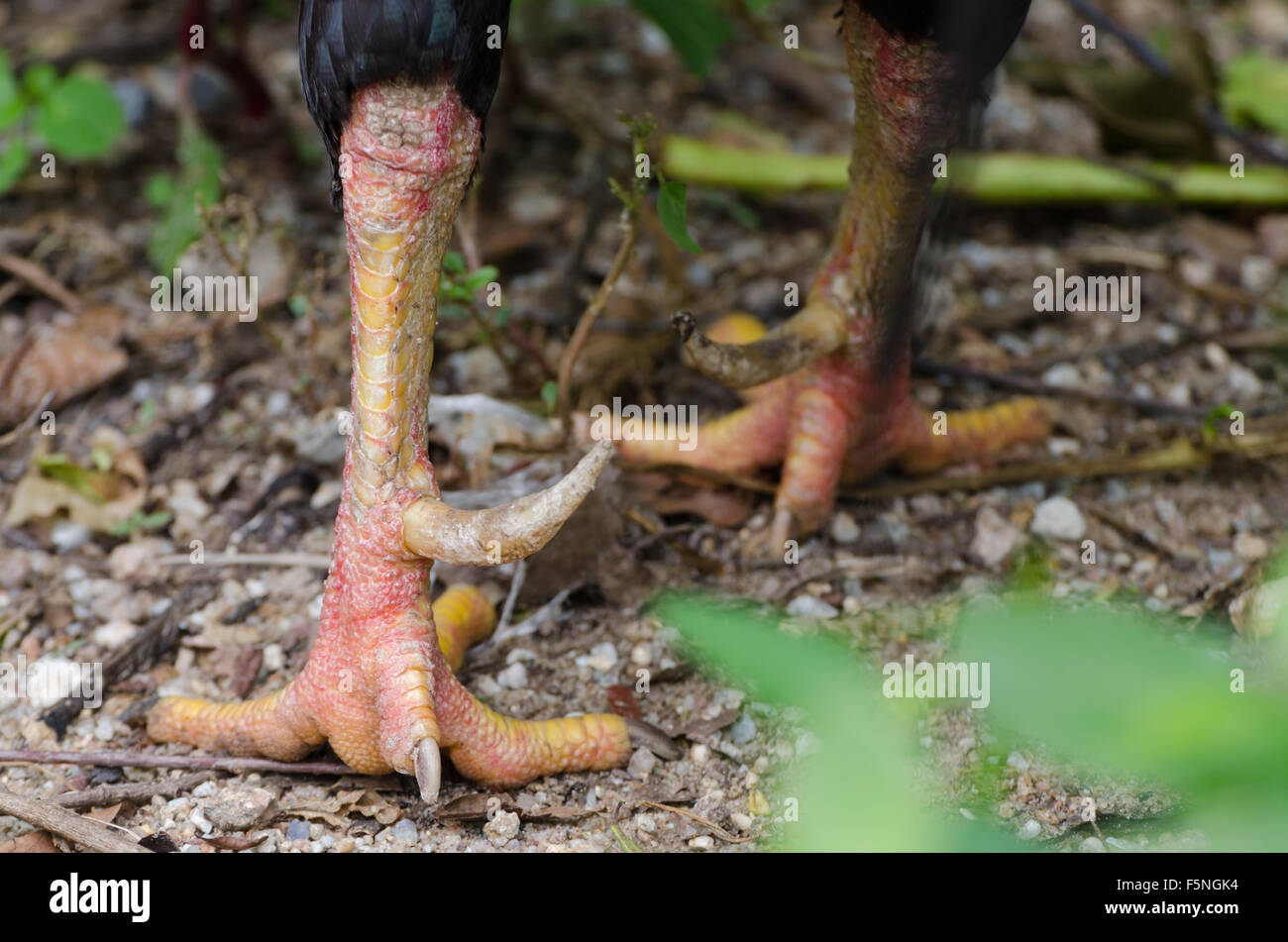 Chicken Fighting chicken Stock Photo - Alamy