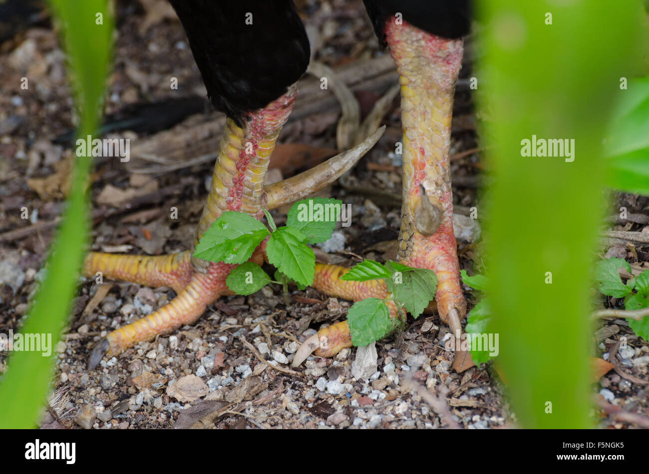 Chicken Fighting chicken Stock Photo - Alamy