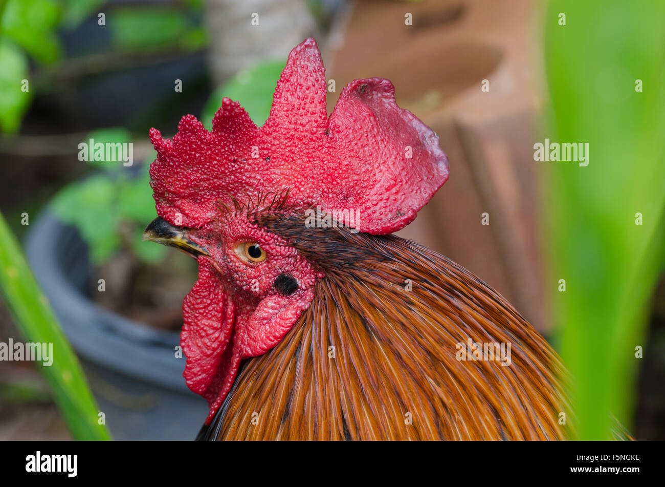 Red - Orange cockfight, Fighting chicken Stock Photo - Alamy
