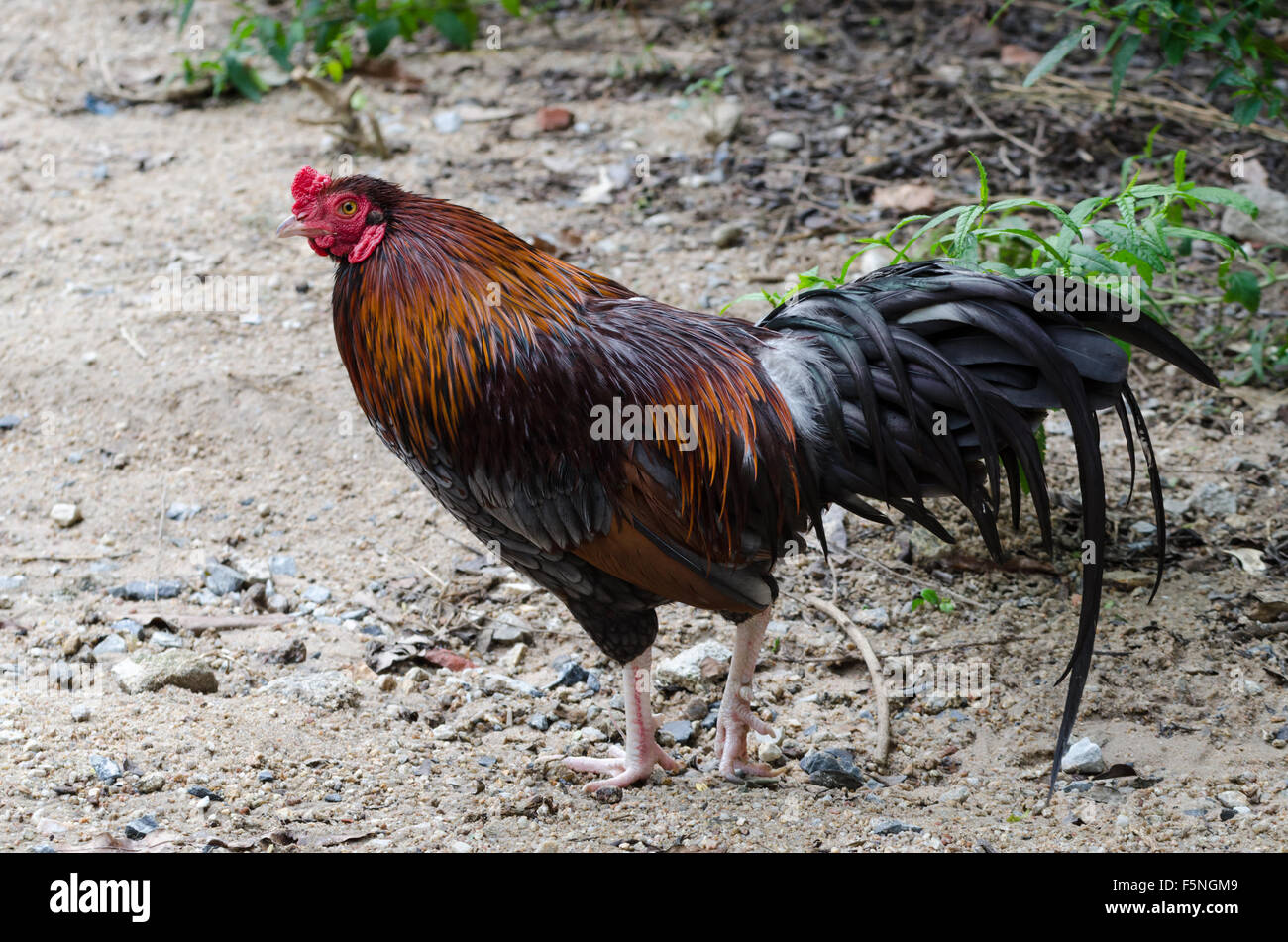 Red orange cockfight hi-res stock photography and images - Alamy
