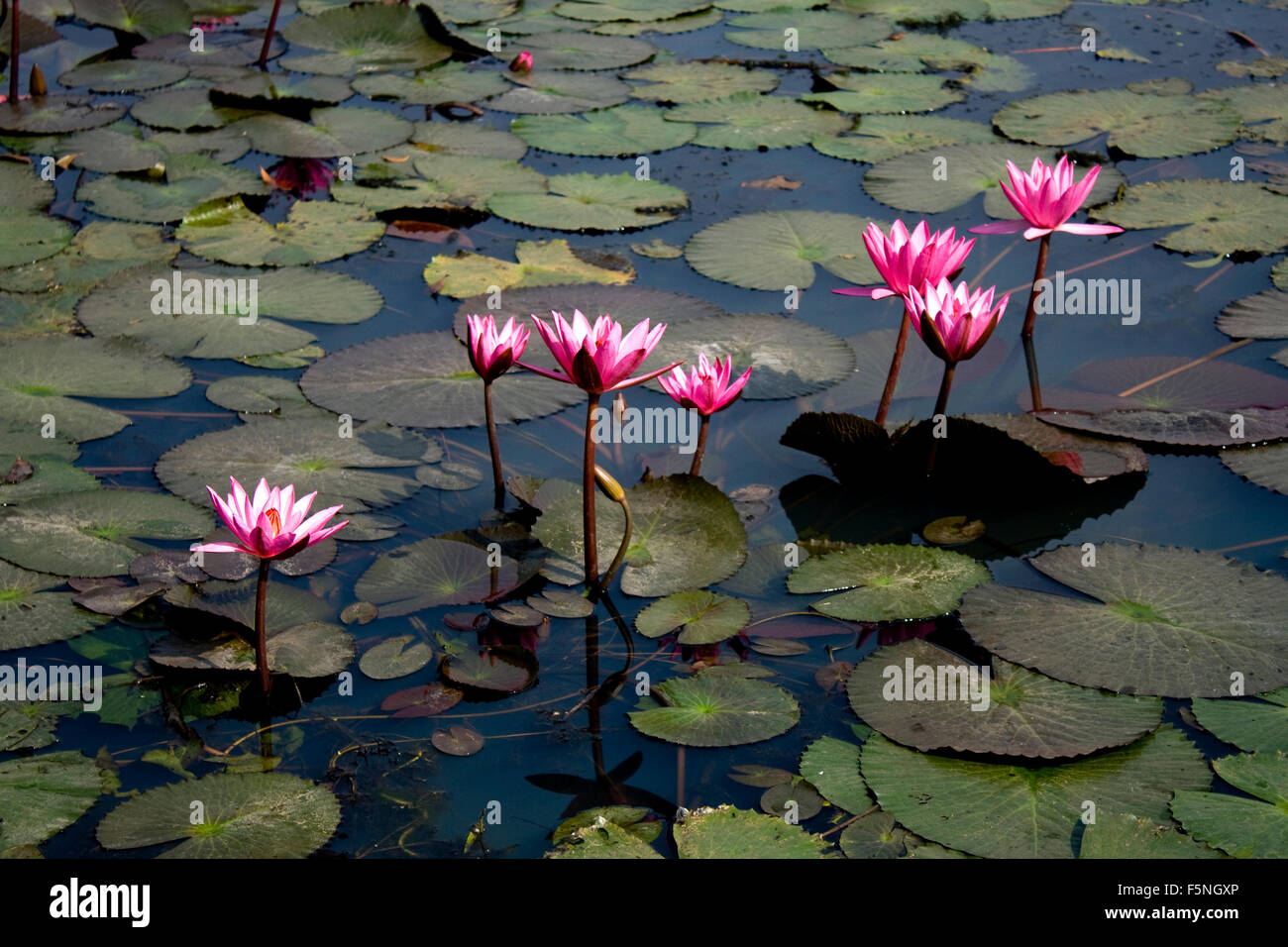 Rad lily hi-res stock photography and images - Alamy