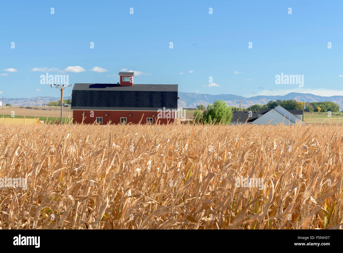 Red barn with corn hi-res stock photography and images - Alamy