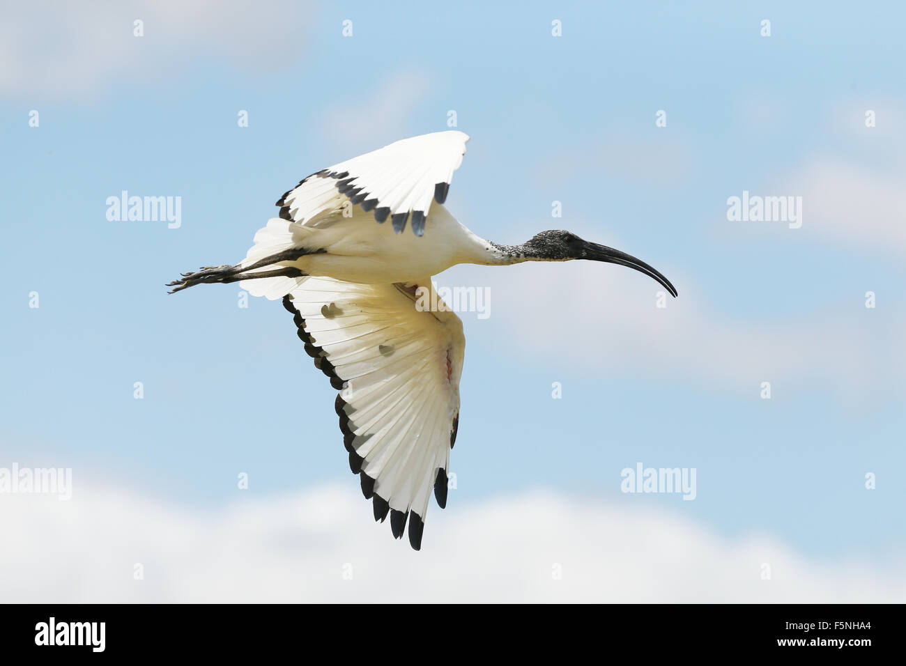 Close up of a Sacred Ibis in flight Stock Photo - Alamy