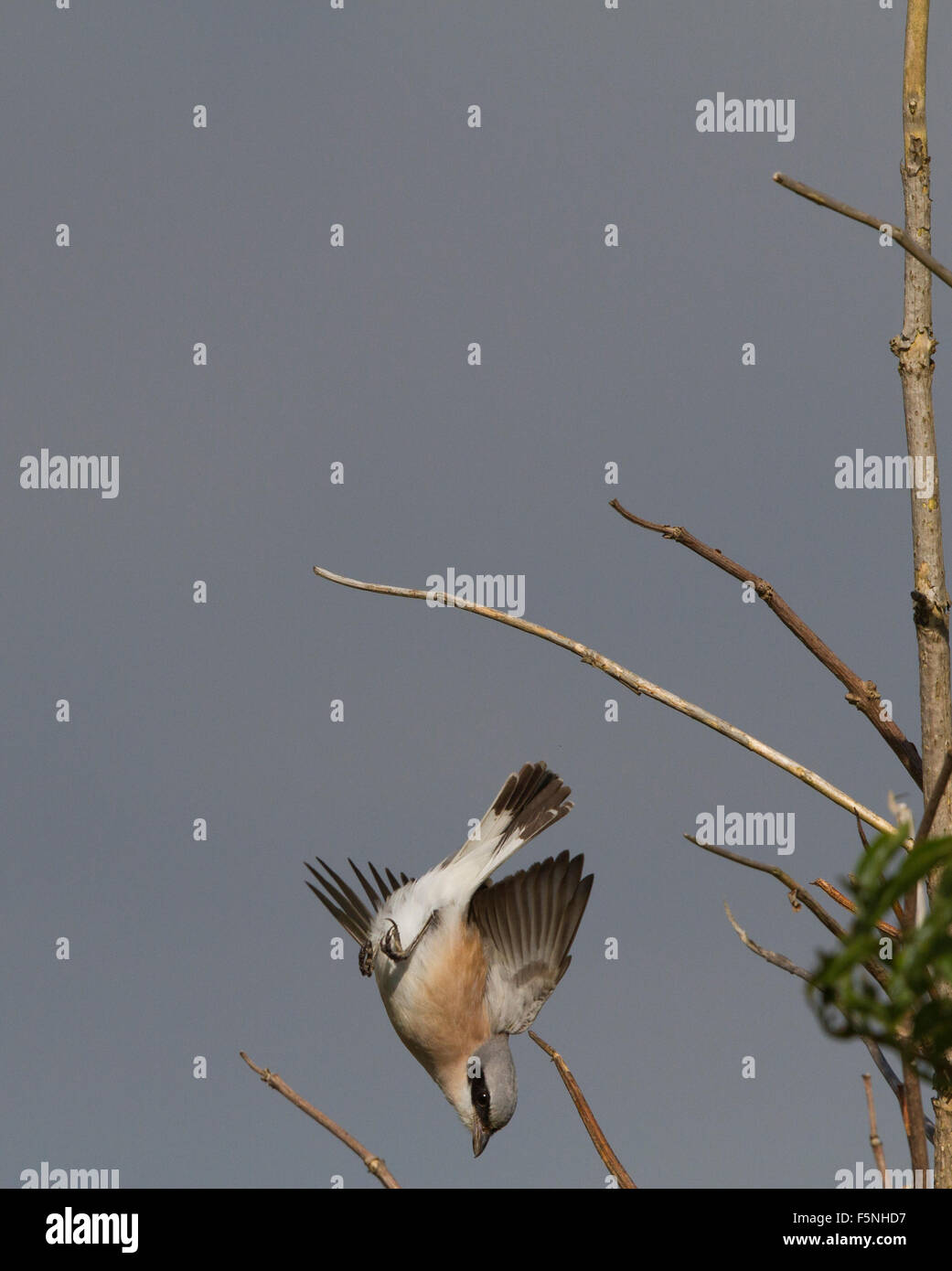Male Red-backed Shrike in flight Stock Photo - Alamy