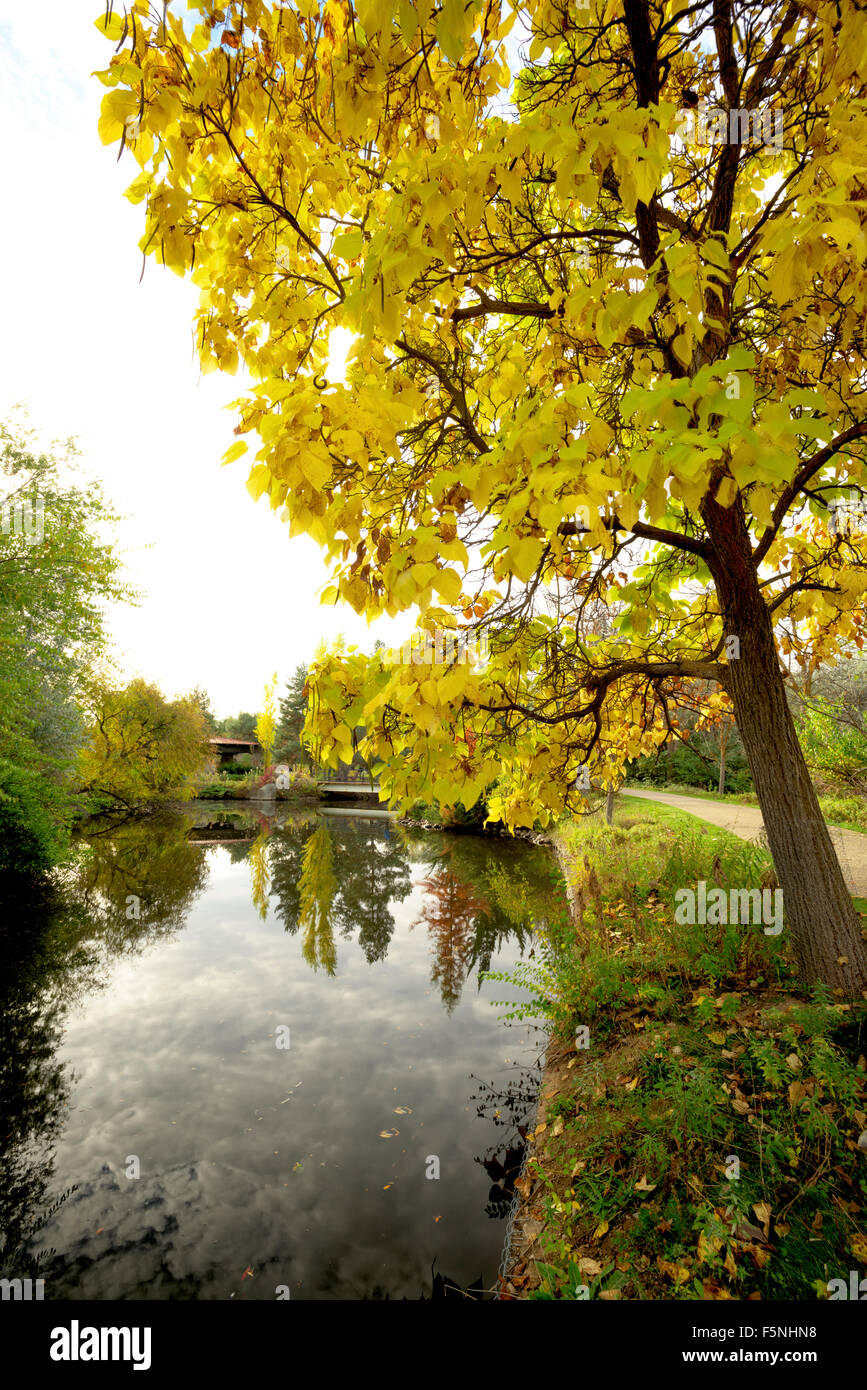 Yellow autumn tree and small pond Stock Photo - Alamy