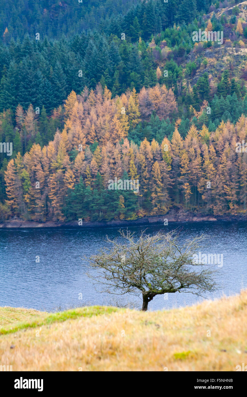 Looking across Llyn Brianne Reservoir, Mid Wales, UK in November with ...