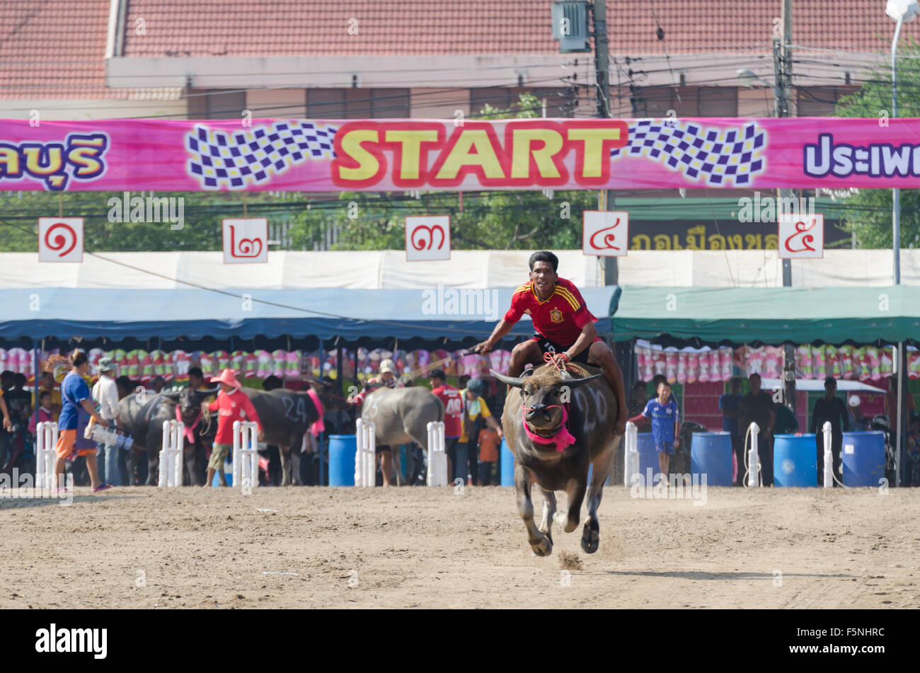 Buffalo racing , Traditional Festival Stock Photo - Alamy