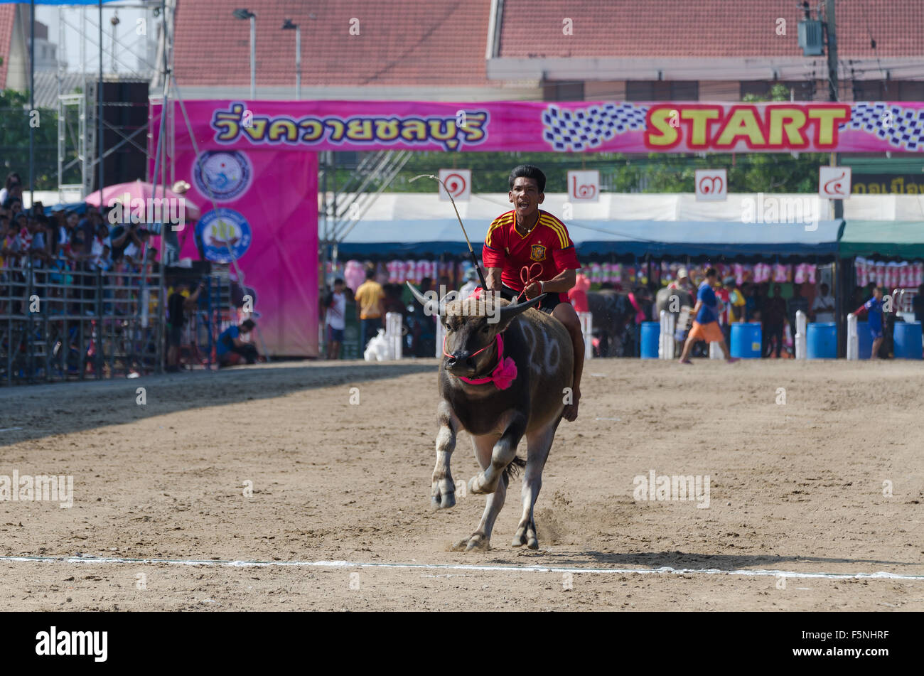 Buffalo racing , Traditional Festival Stock Photo - Alamy