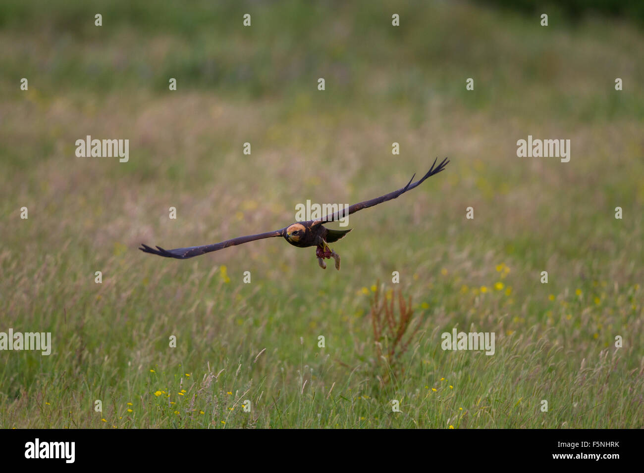 Female Marsh Harrier with remains of rabbit Stock Photo - Alamy