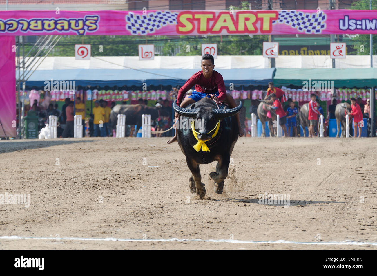 Buffalo racing , Traditional Festival Stock Photo - Alamy