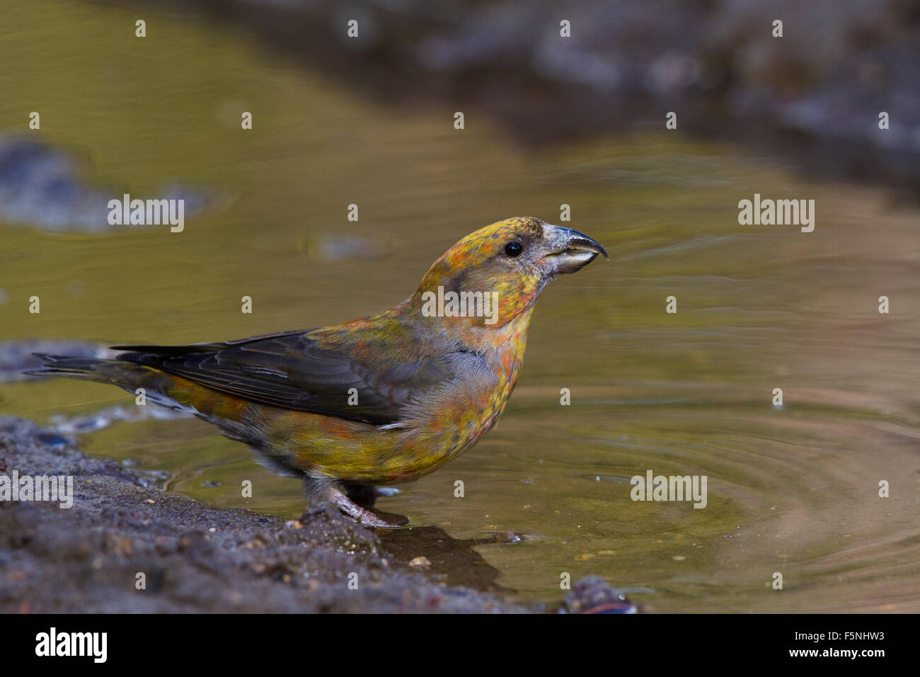 Male juvenile crossbill hi-res stock photography and images - Alamy