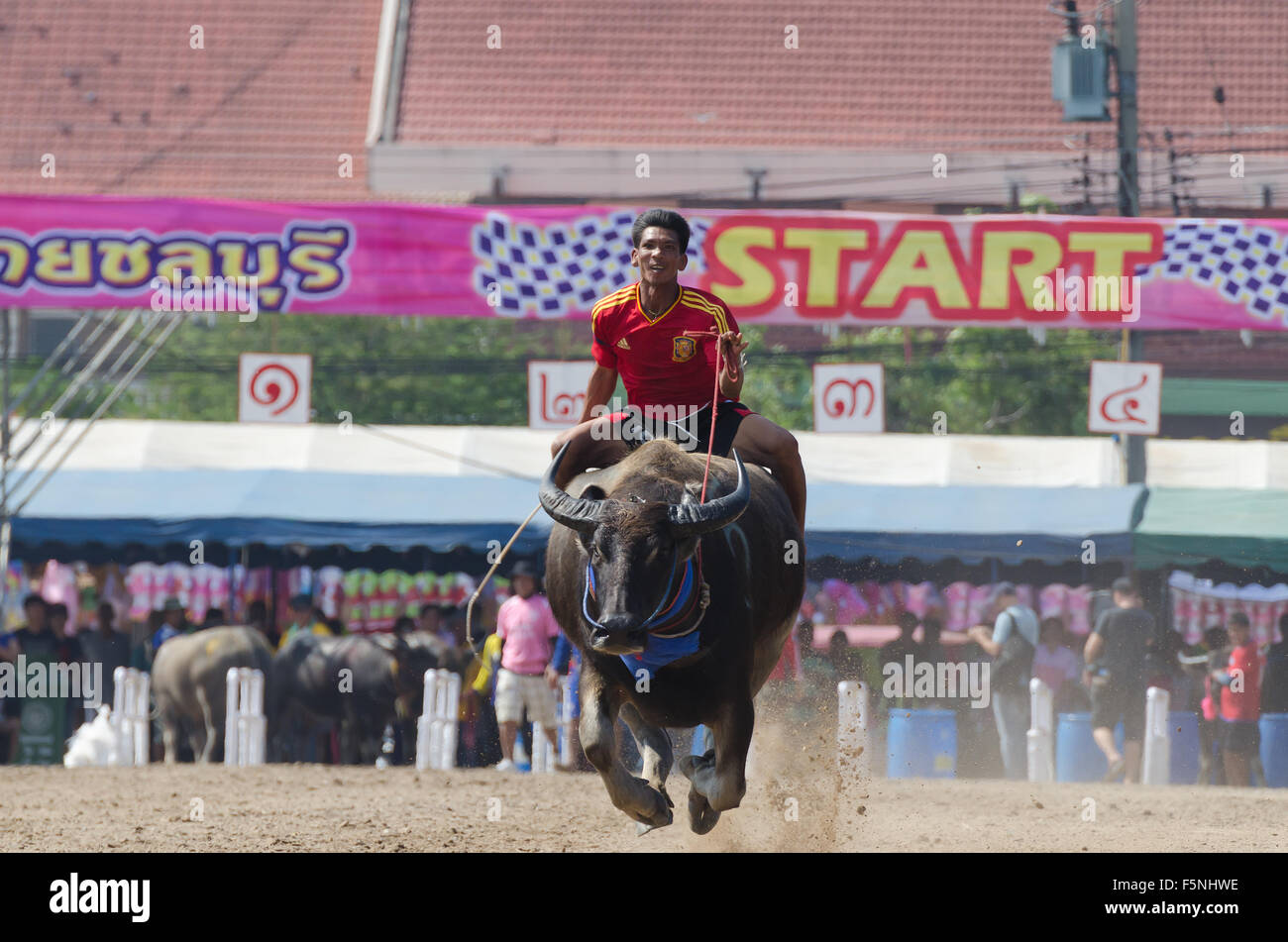 Buffalo racing , Traditional Festival Stock Photo - Alamy