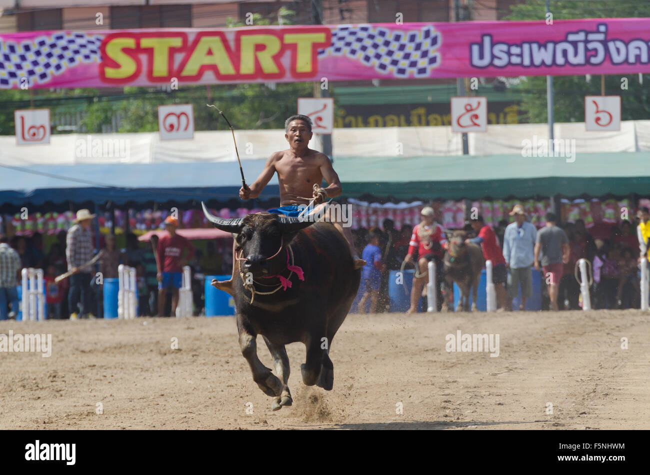 Buffalo racing , Traditional Festival Stock Photo - Alamy