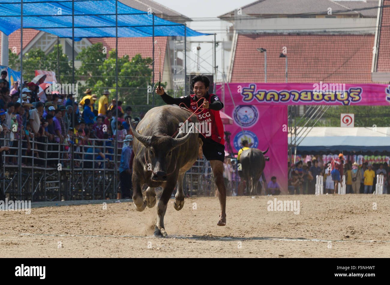 Buffalo racing , Traditional Festival Stock Photo - Alamy