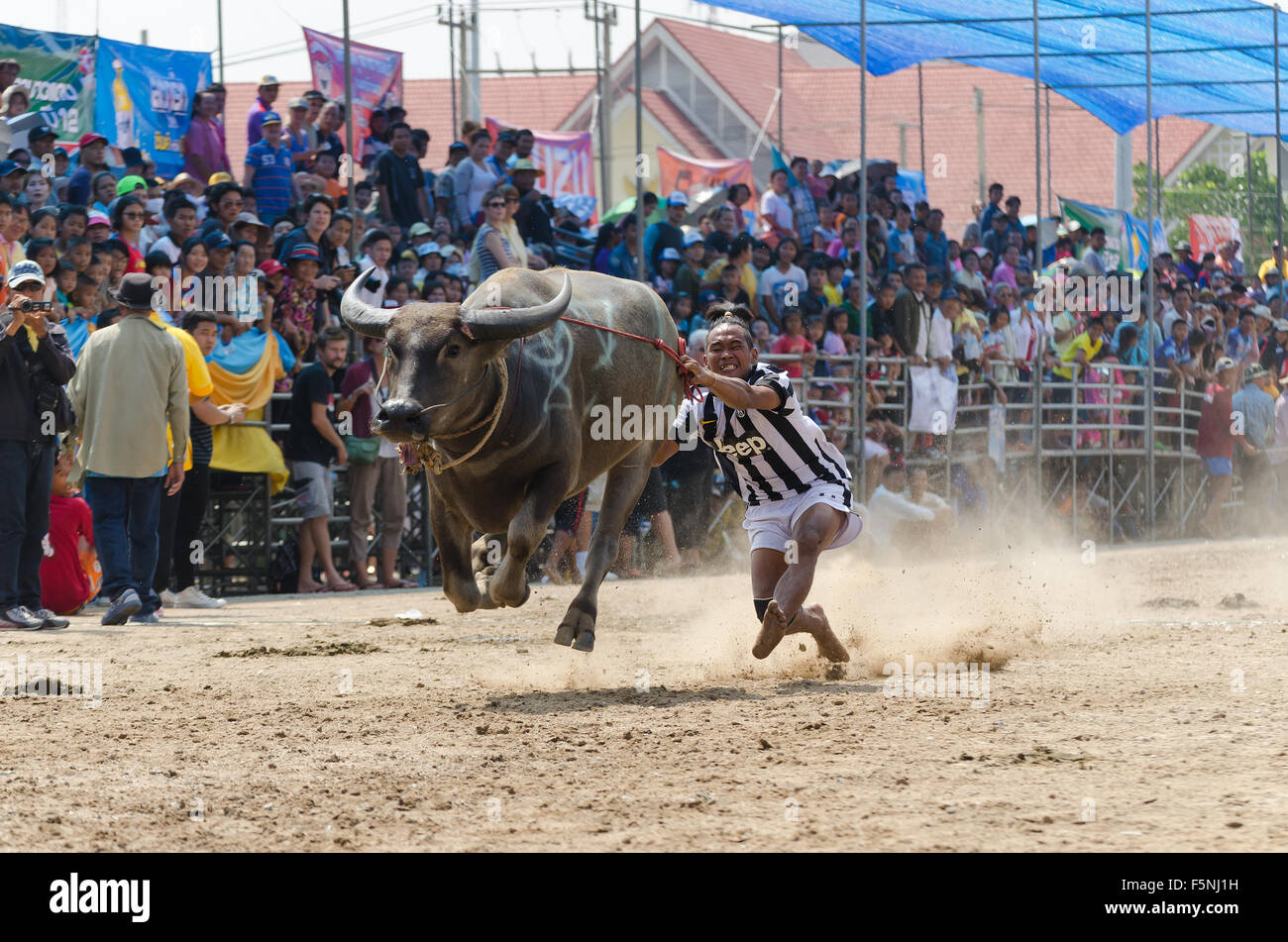 Buffalo racing , Traditional Festival Stock Photo - Alamy