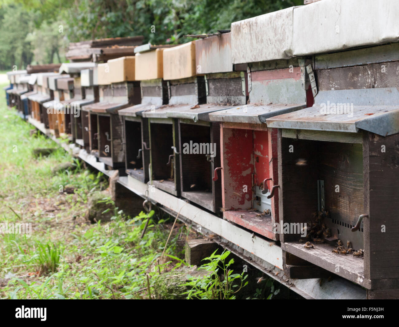 Long row of timbered wooden beehives set up at the skirt of a forest ...