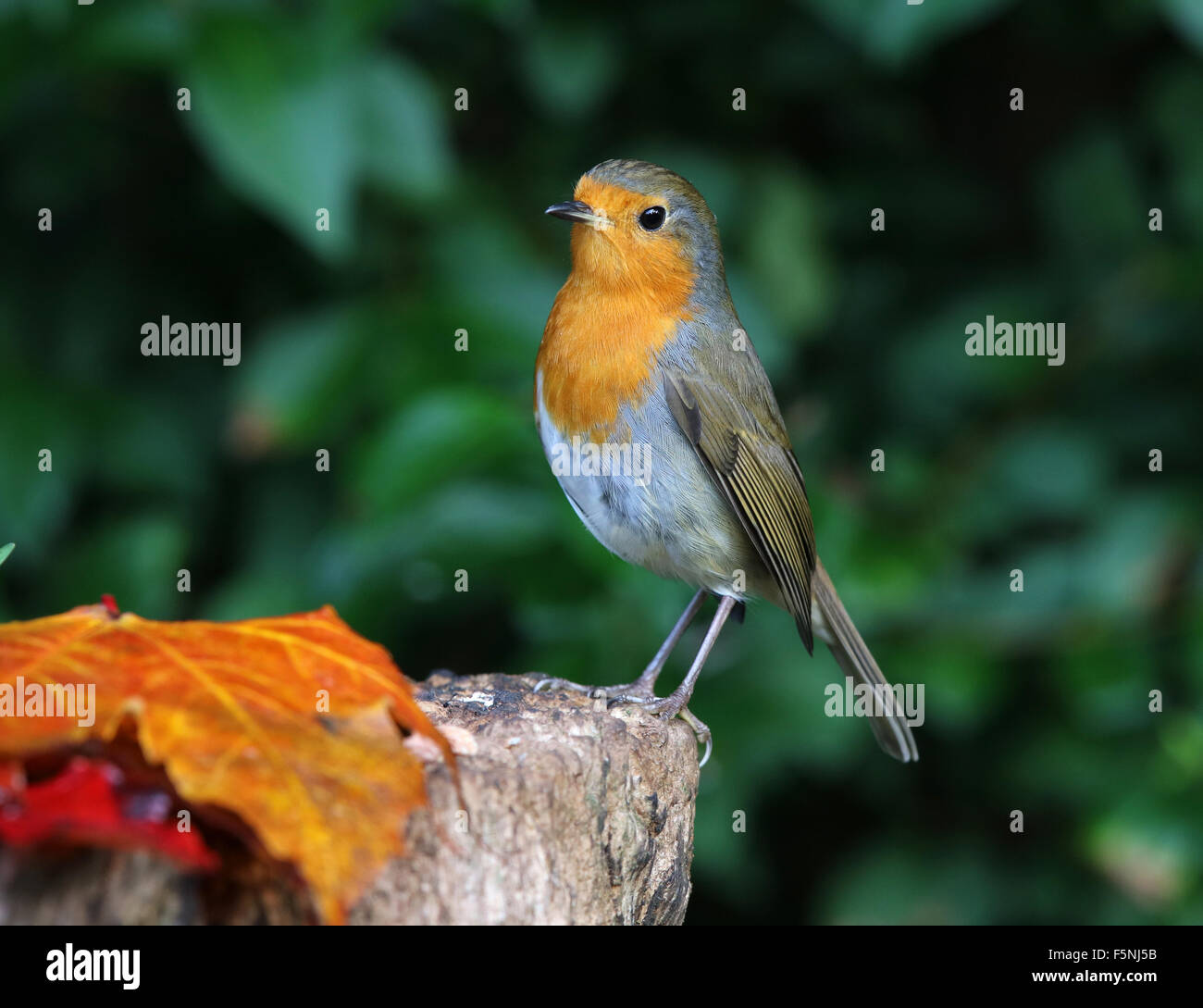 Close up of a Robin perched on a tree trunk in autumn Stock Photo - Alamy