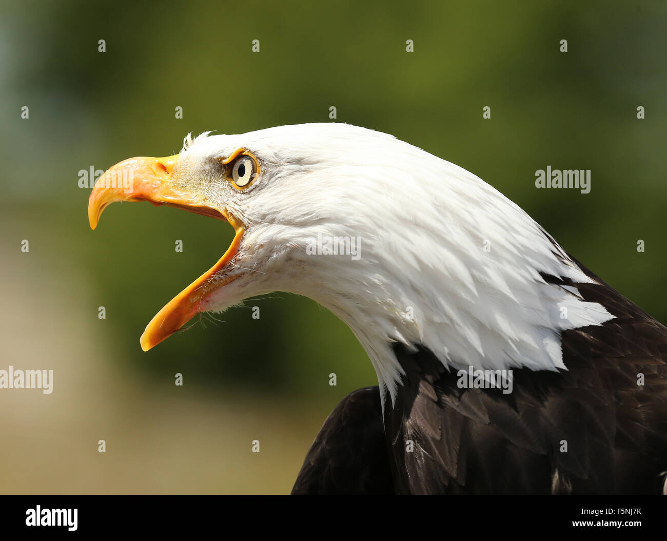 Calling symbol hi-res stock photography and images - Alamy