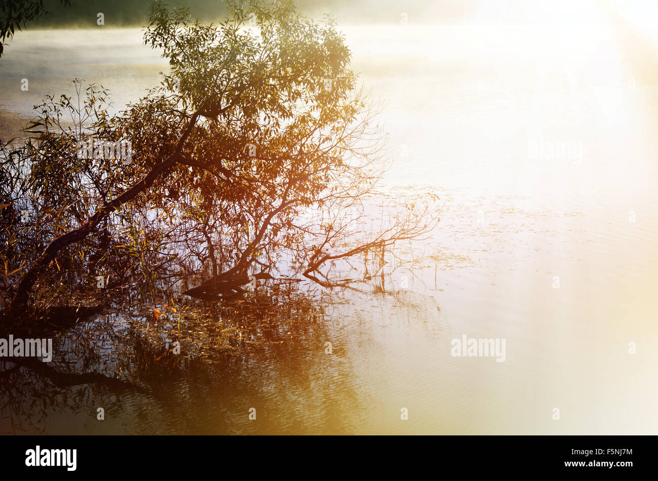 tree in the water Stock Photo - Alamy