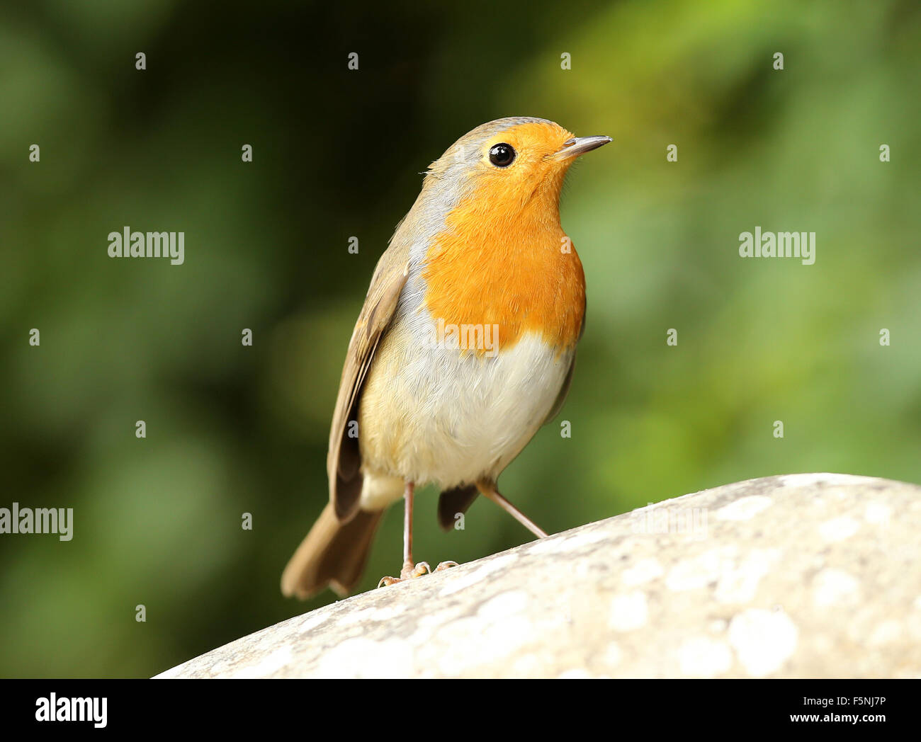 Robin friendly hi-res stock photography and images - Alamy