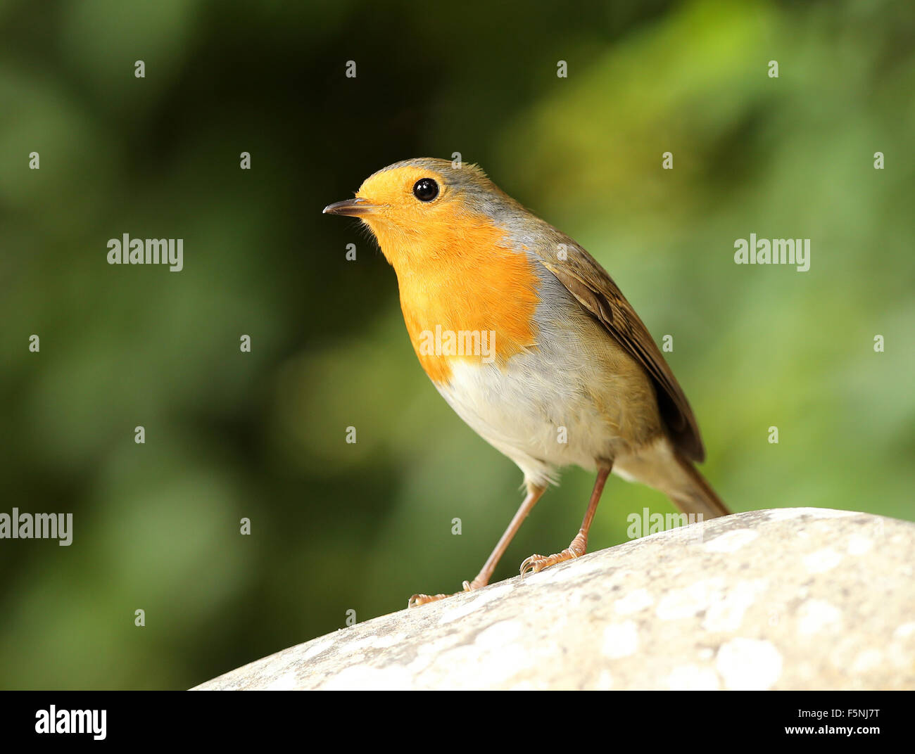 Rock robin hi-res stock photography and images - Alamy