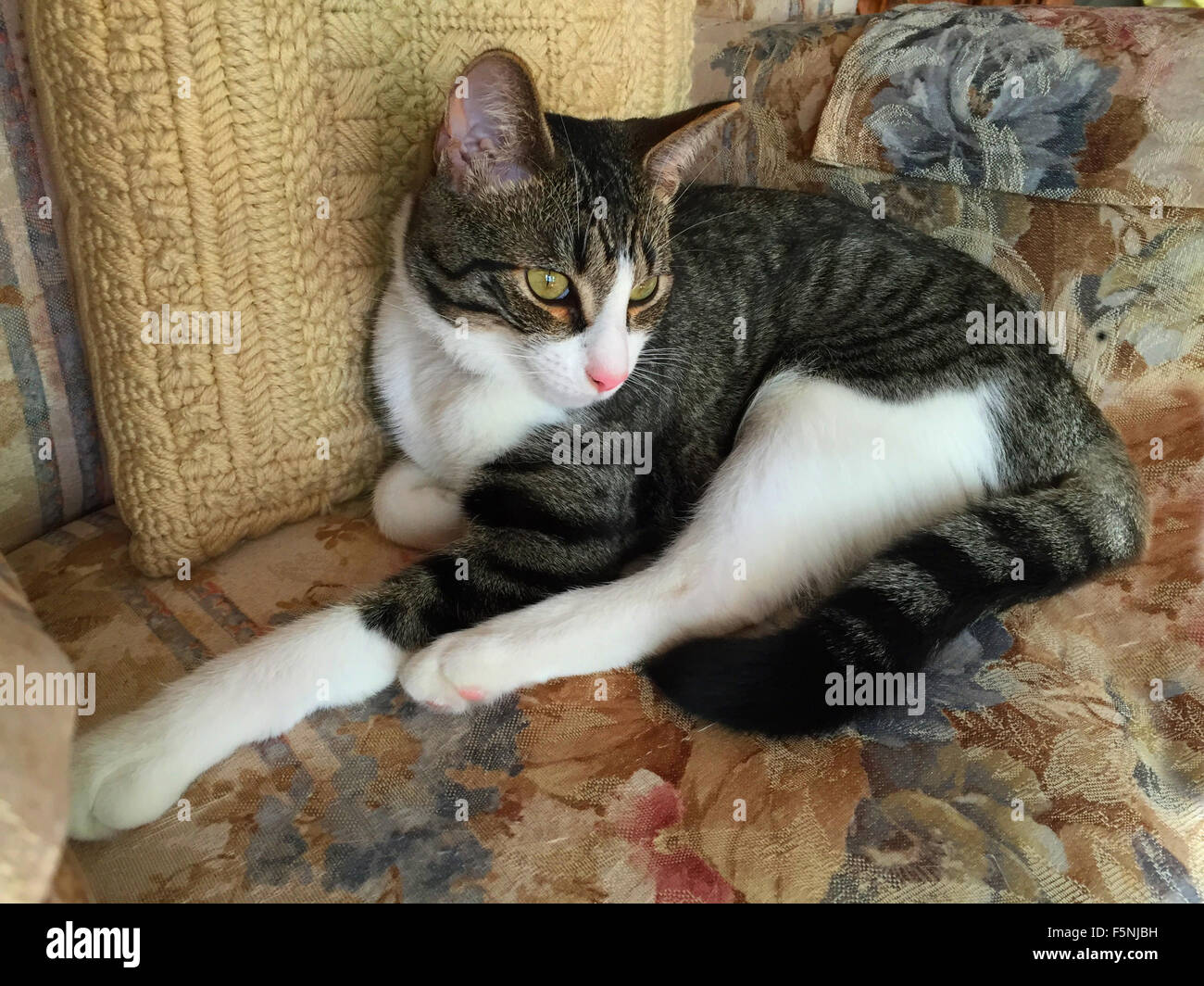 Tiger striped tabby kitten Stock Photo - Alamy