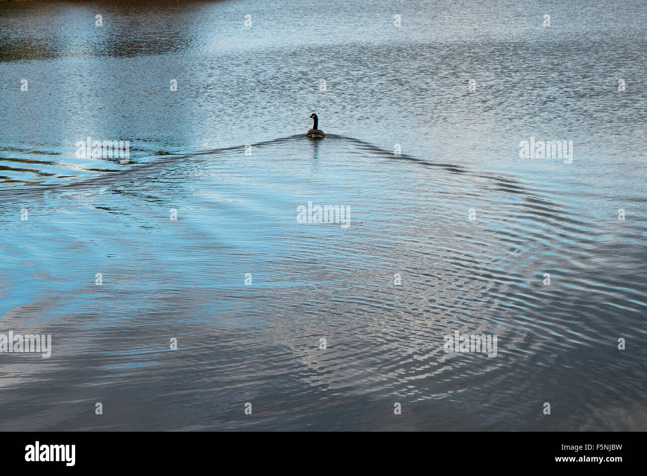 Goose swim hi-res stock photography and images - Alamy