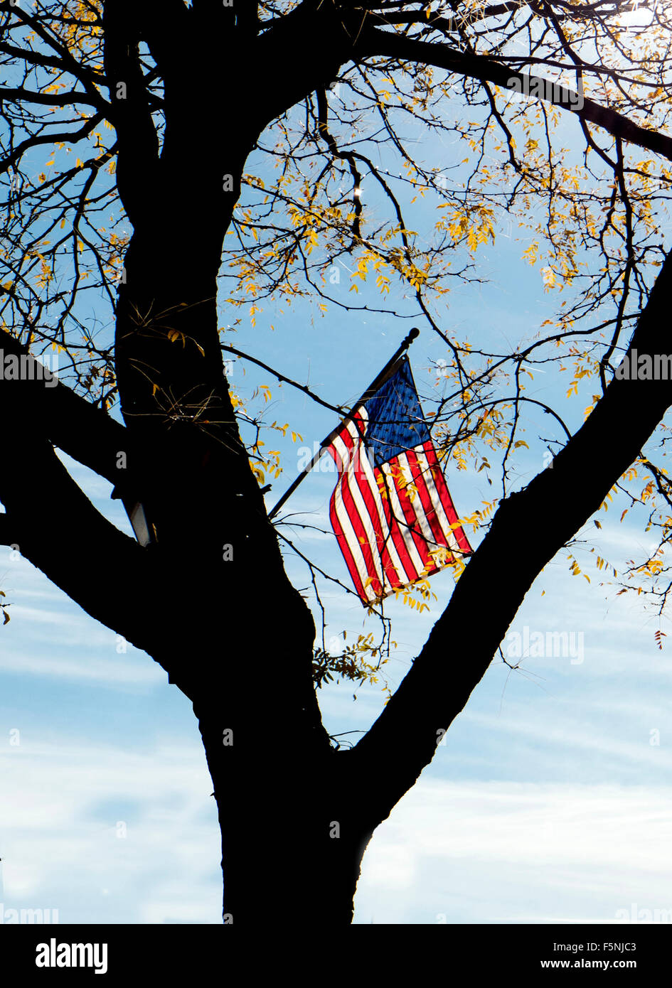 Tree flag hi-res stock photography and images - Alamy