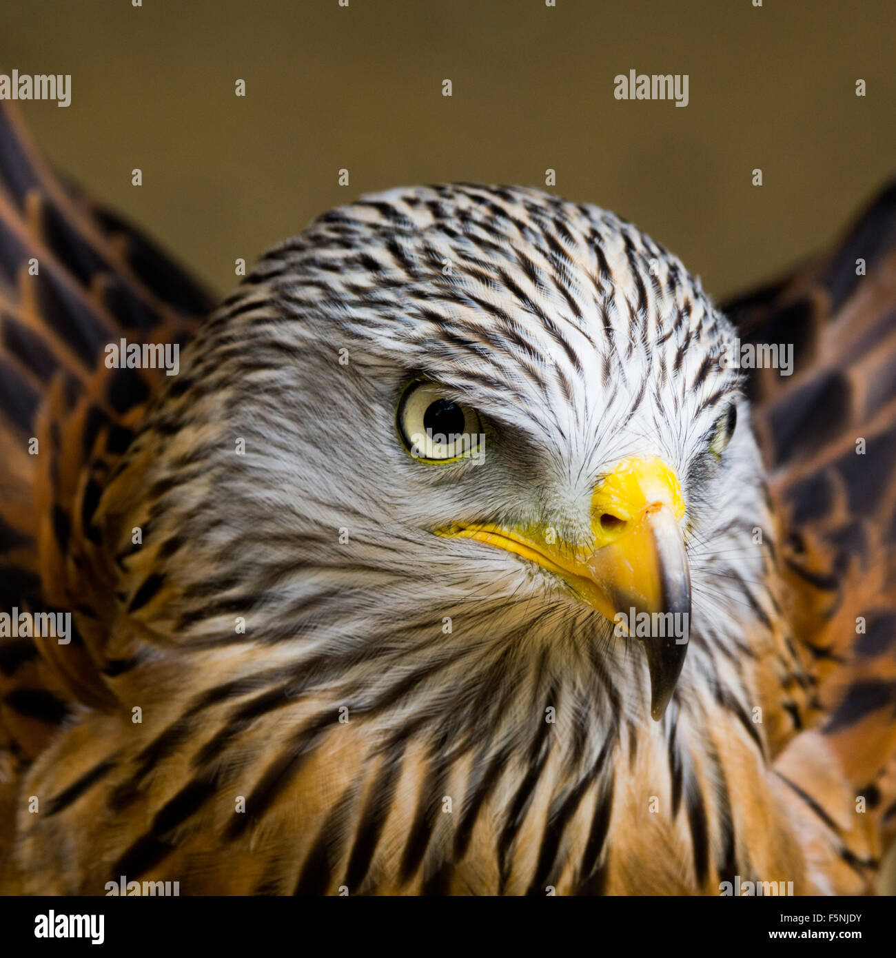 Red Kite Portrait Stock Photo - Alamy